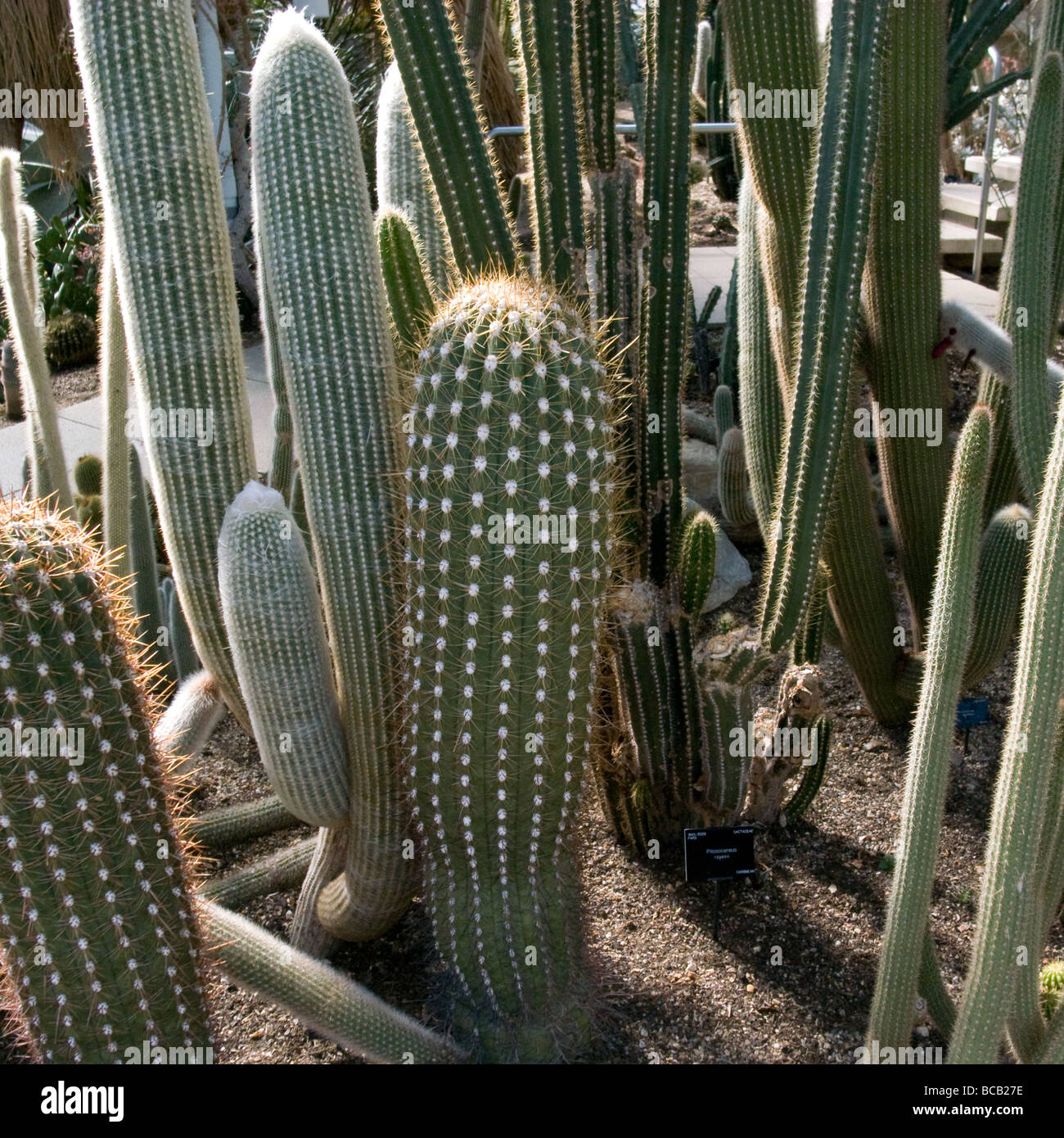 Cacti Royal Botanic Gardens Kew High Resolution Stock Photography and ...
