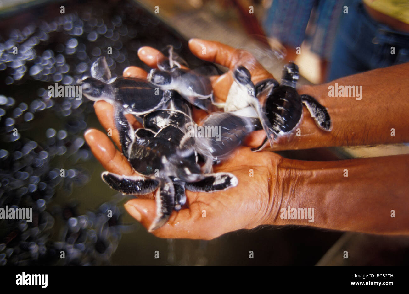 A swarm of endangered Green Sea Turtle hatchlings held in the hand ...