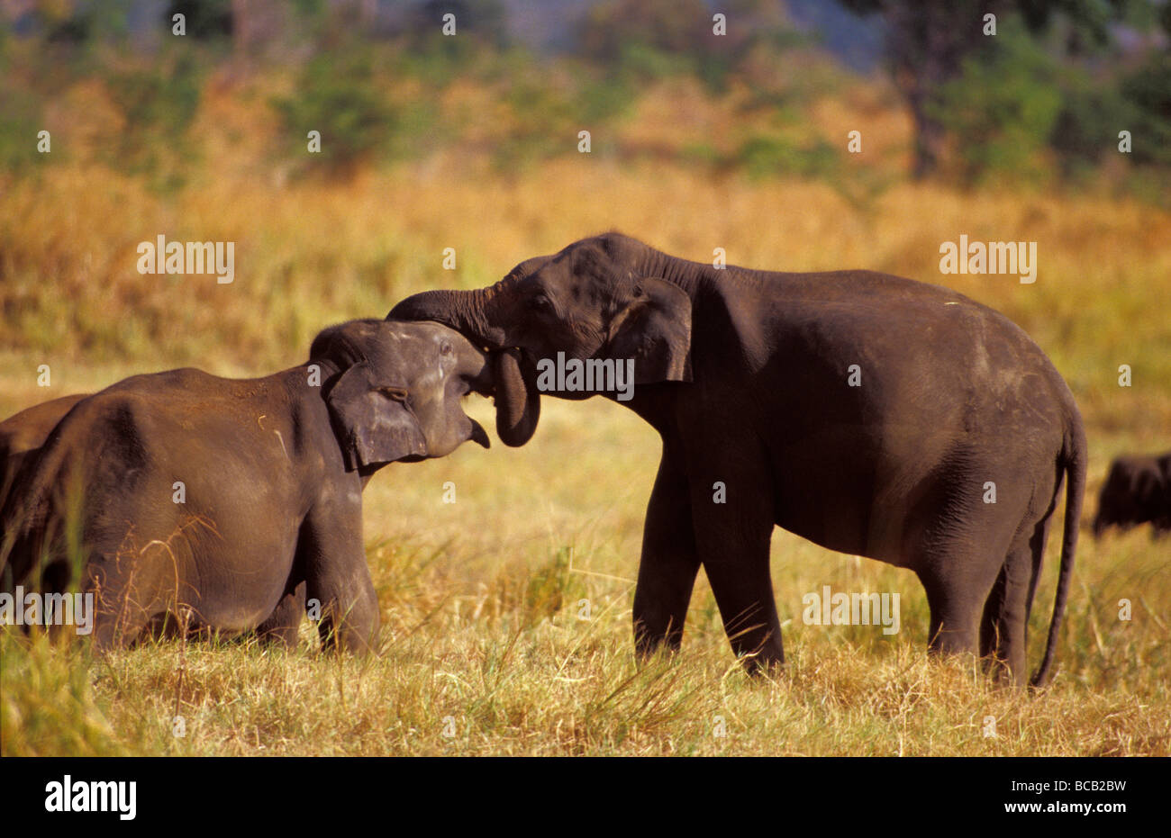 Elephants trunks intertwined hi-res stock photography and images - Alamy