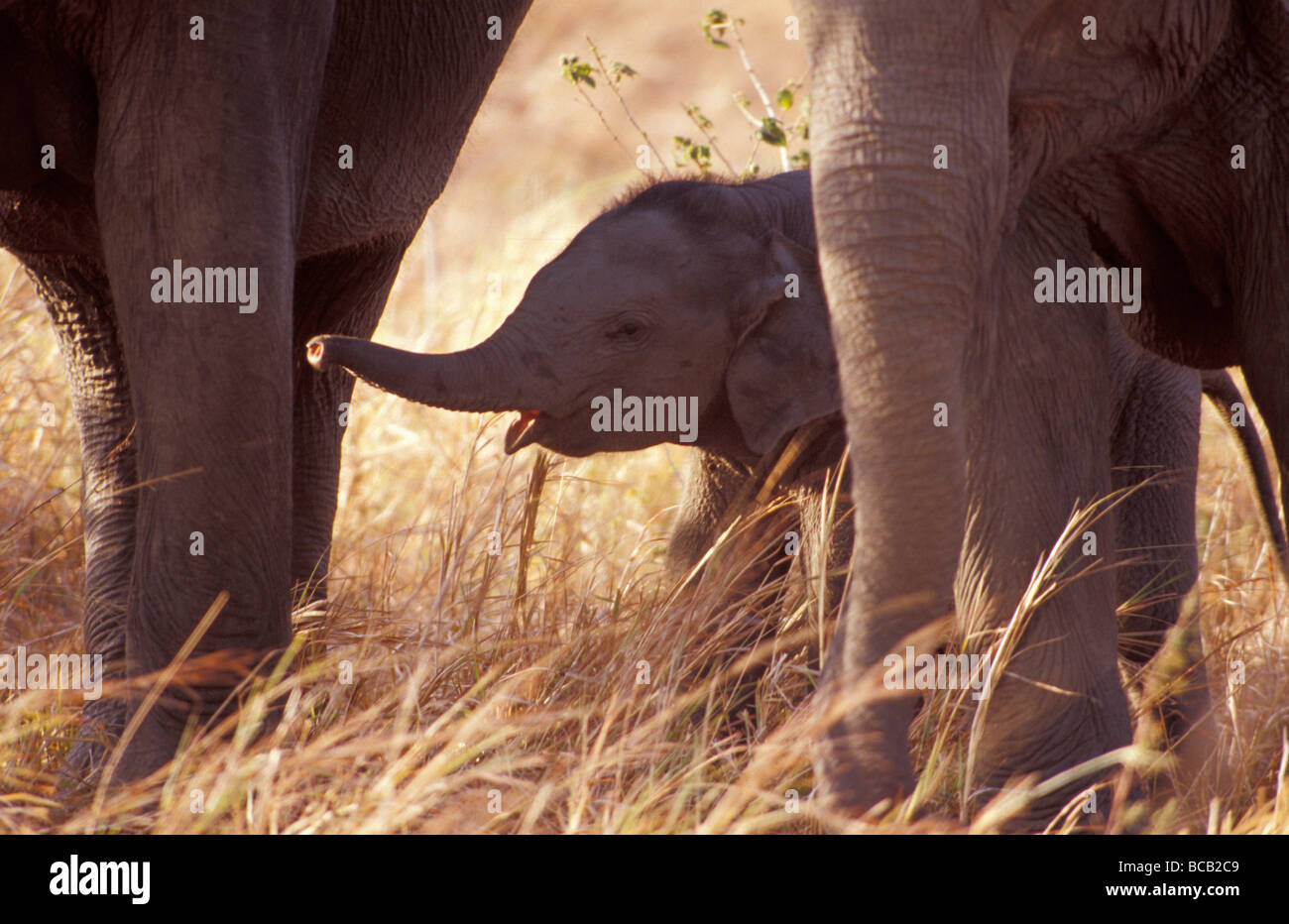 An infant Sri Lankan Elephant in the protective shadow of its family ...