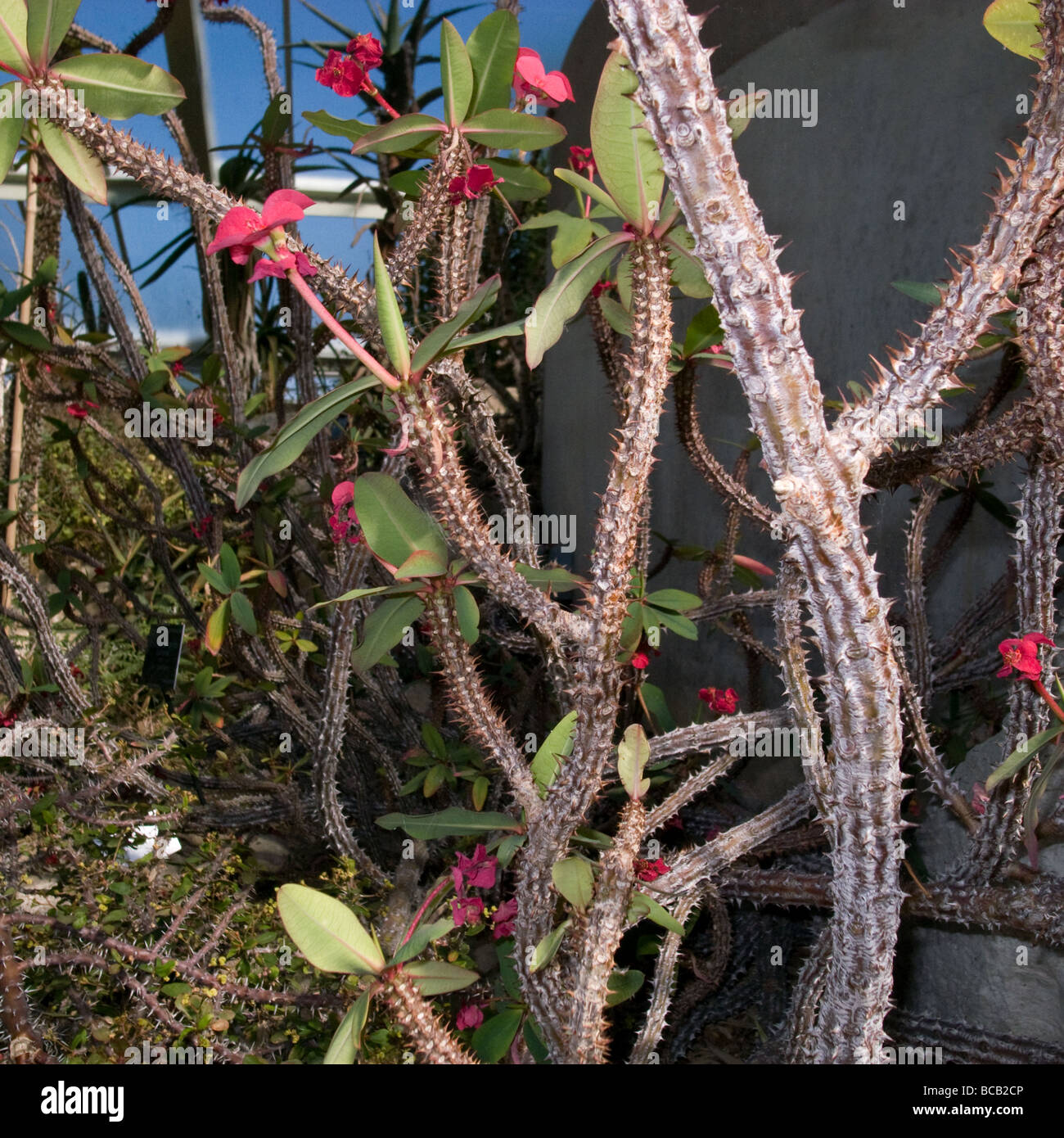 Cactus with red flowers - Royal Botanic Gardens, Kew, Richmond, Surrey ...