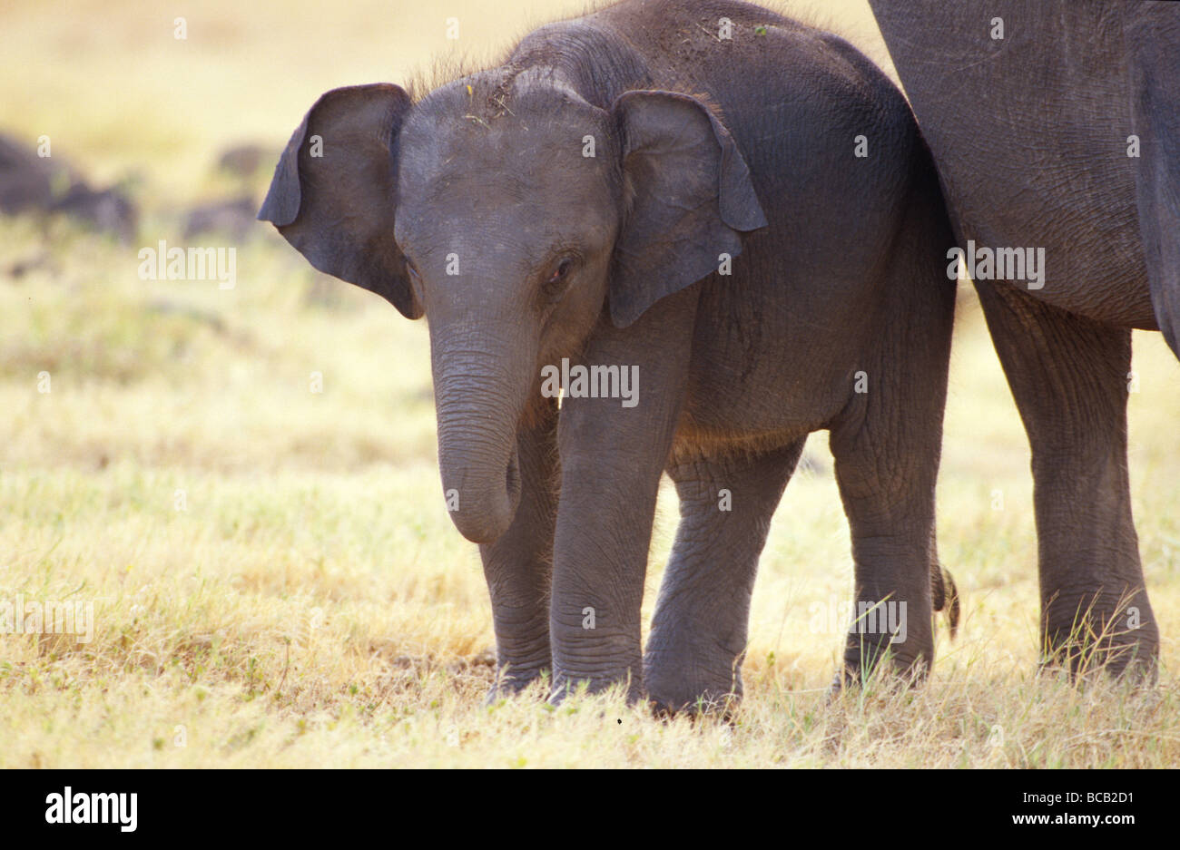 Protect against wild animals hi-res stock photography and images - Alamy