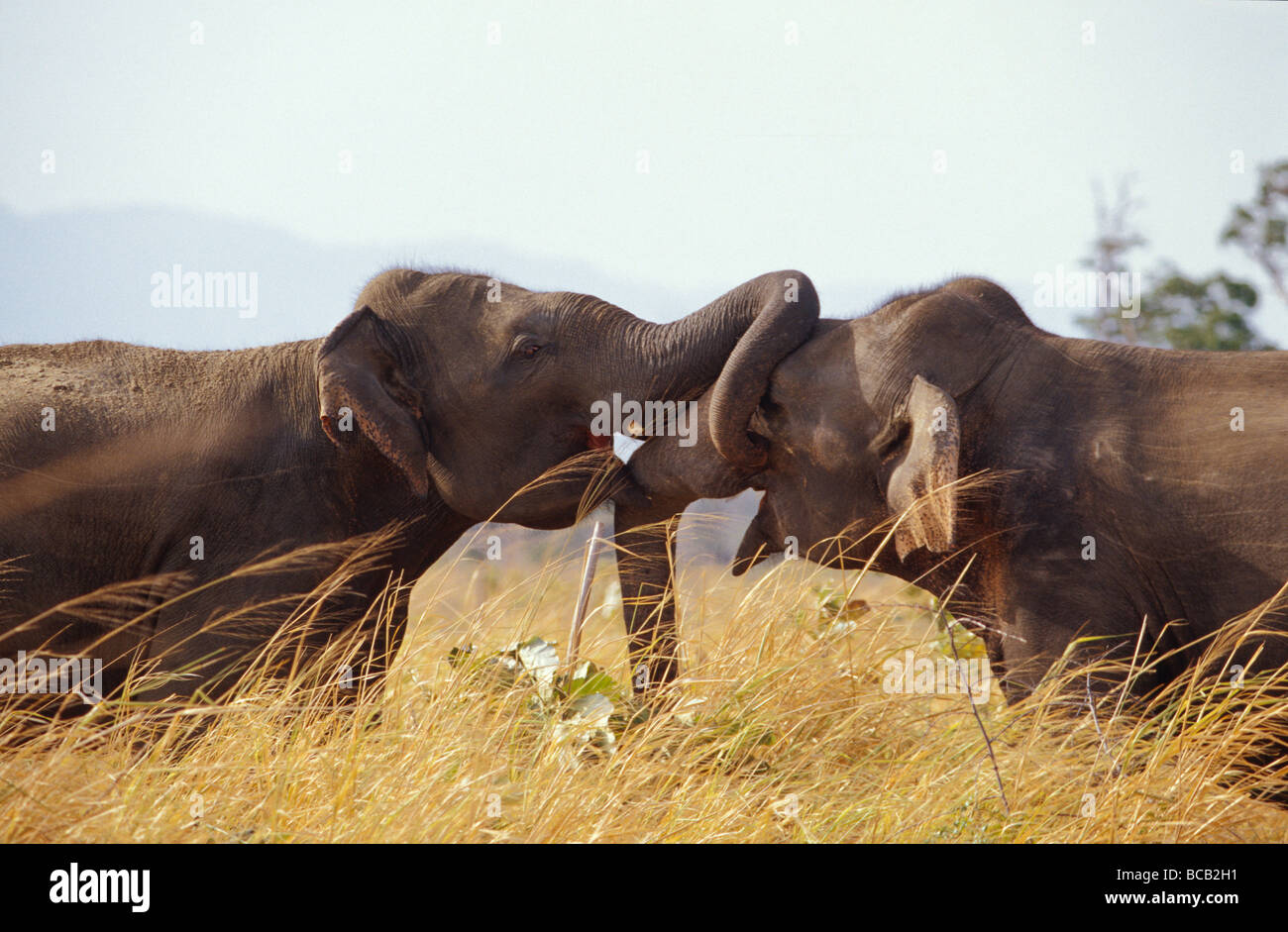 Two male endangered Asian Elephants mock battle for supremacy Stock ...