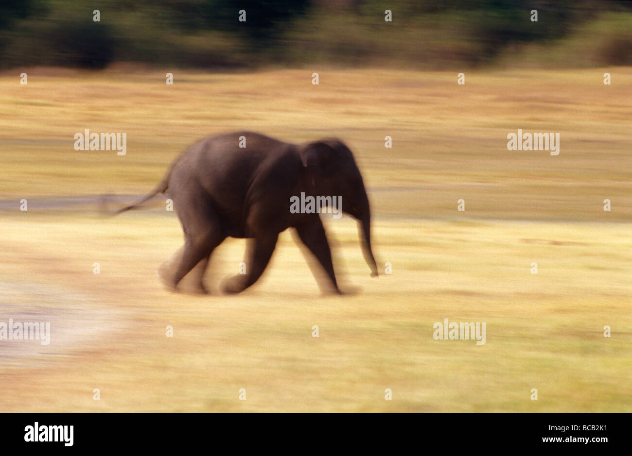 Asian elephant calf running hi-res stock photography and images - Alamy