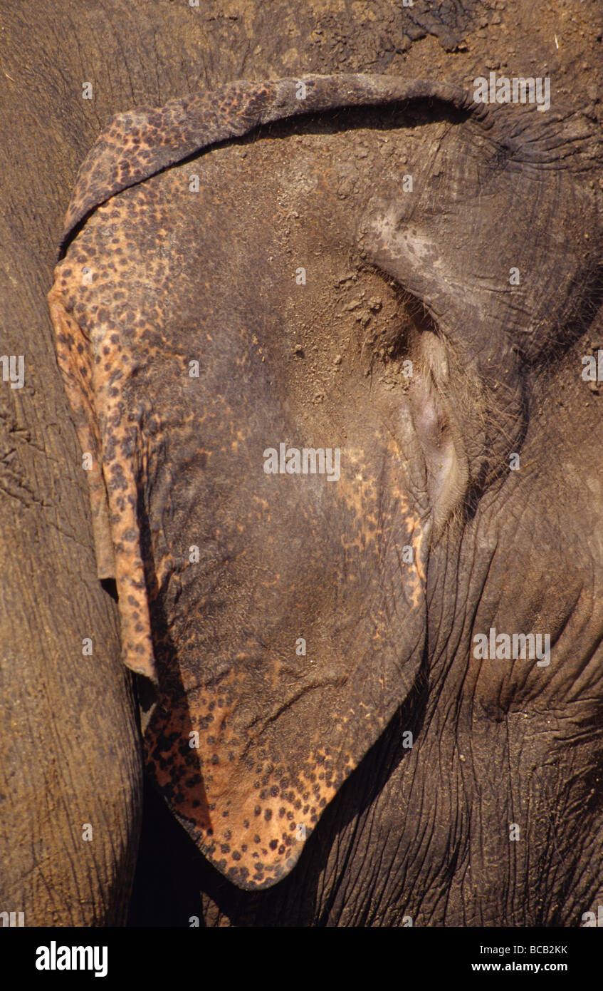 Skin pigment mechanism hi-res stock photography and images - Alamy