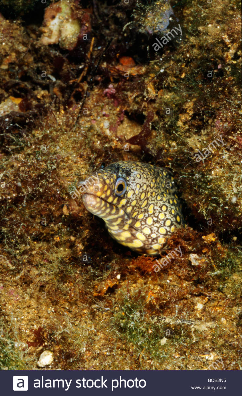 Yellow Spotted Eel Stock Photos & Yellow Spotted Eel Stock Images - Alamy