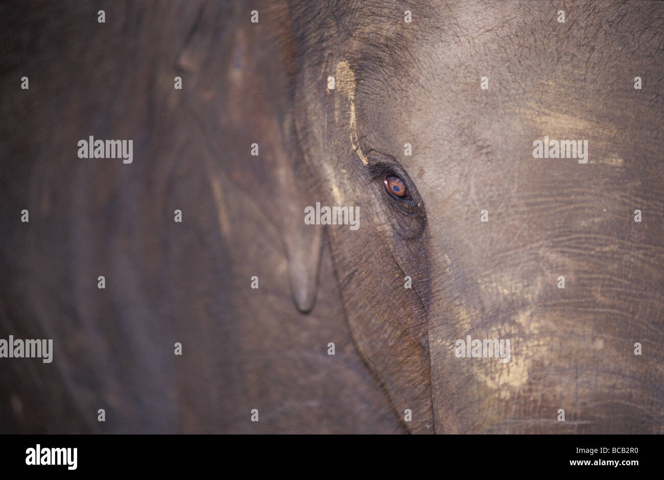 Closeup of an endangered Asian Elephant's face and eye at night Stock ...