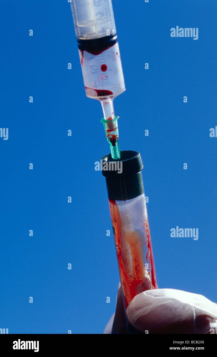 Collecting a blood sample from a vulnerable Tasmanian Devil Stock Photo ...