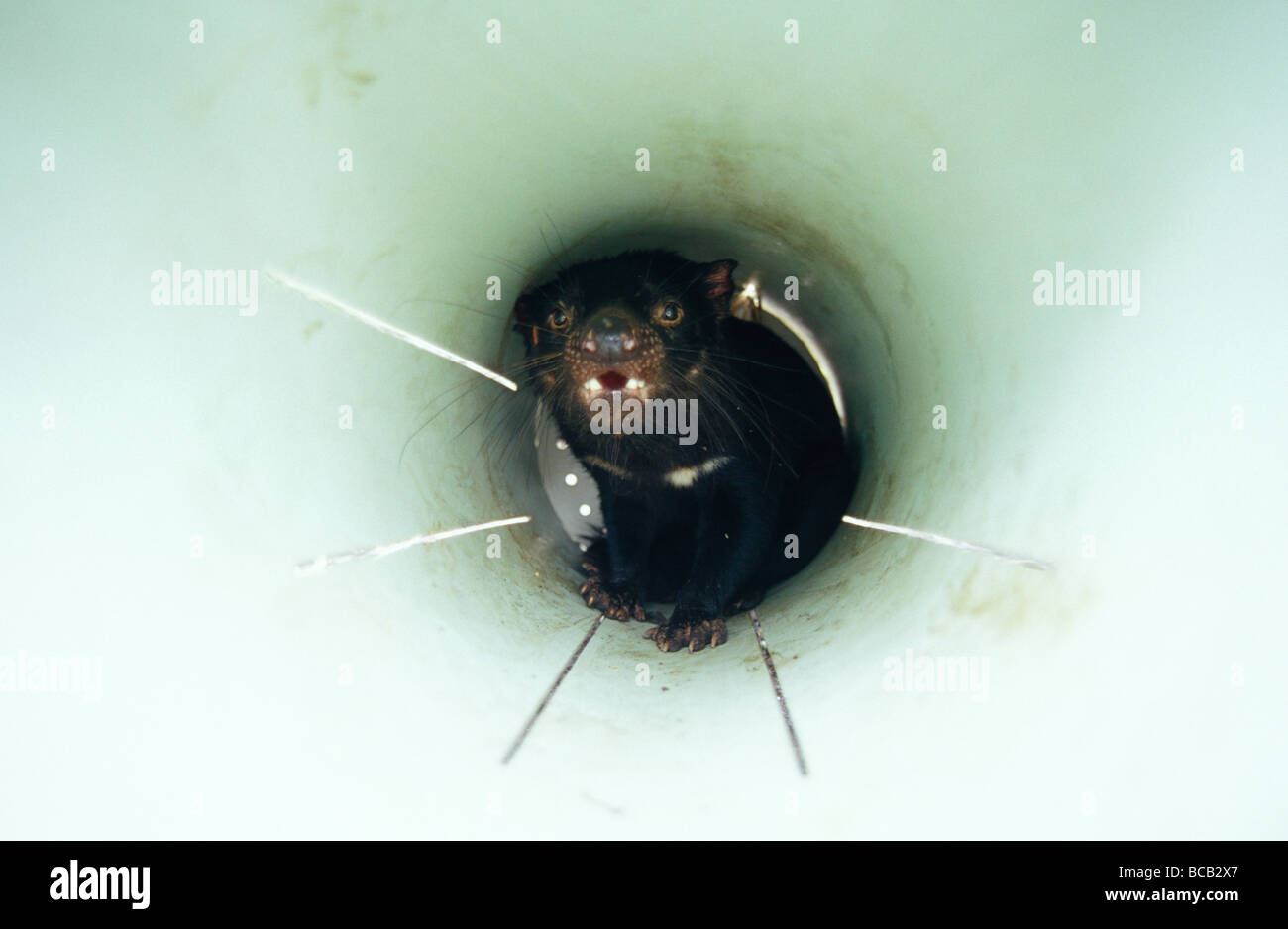 A wary vulnerable Tasmanian Devil captured in a research trap Stock ...