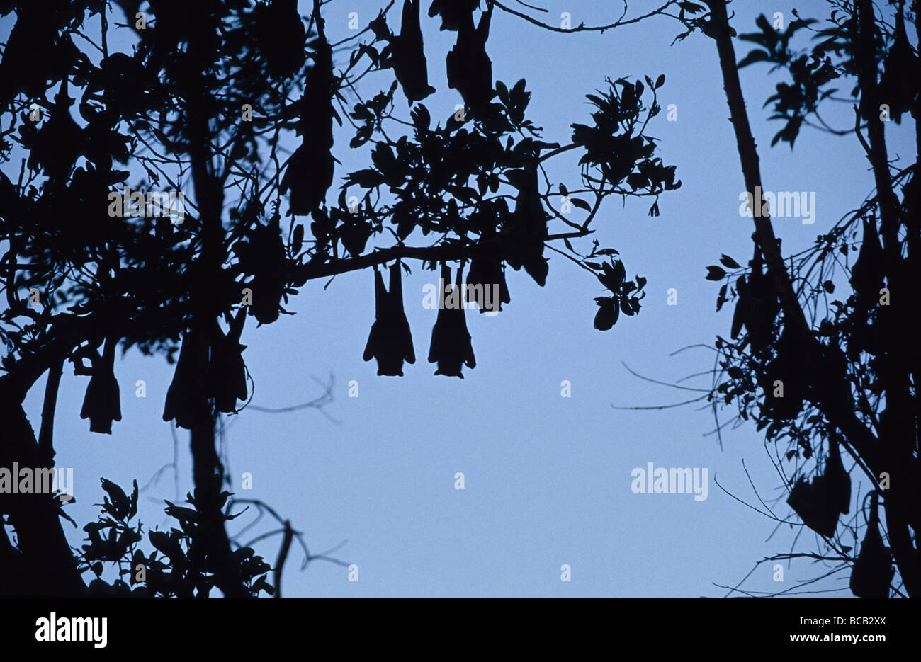 Vulnerable Spectacled Flying Fox Bats, silhouette against a night sky ...