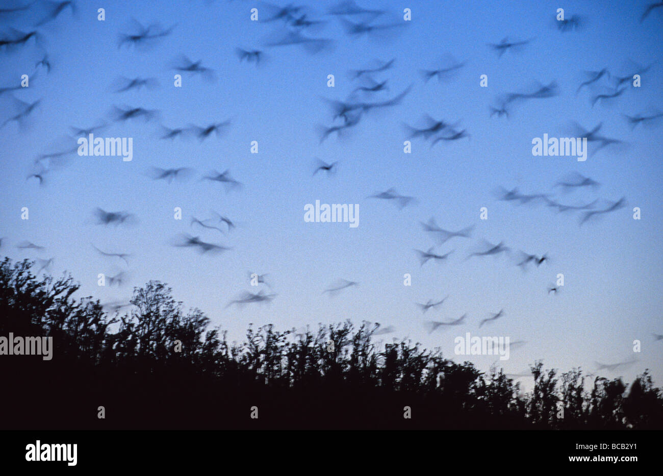A colony of vulnerable Spectacled Flying Foxes, Bats, take flight Stock ...