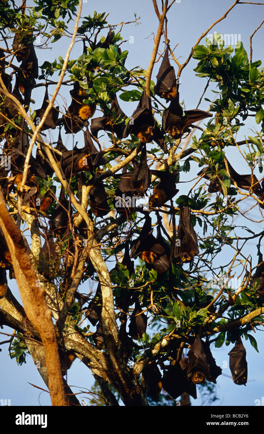 Vulnerable Spectacled Flying Foxes roosting in the rainforest canopy ...