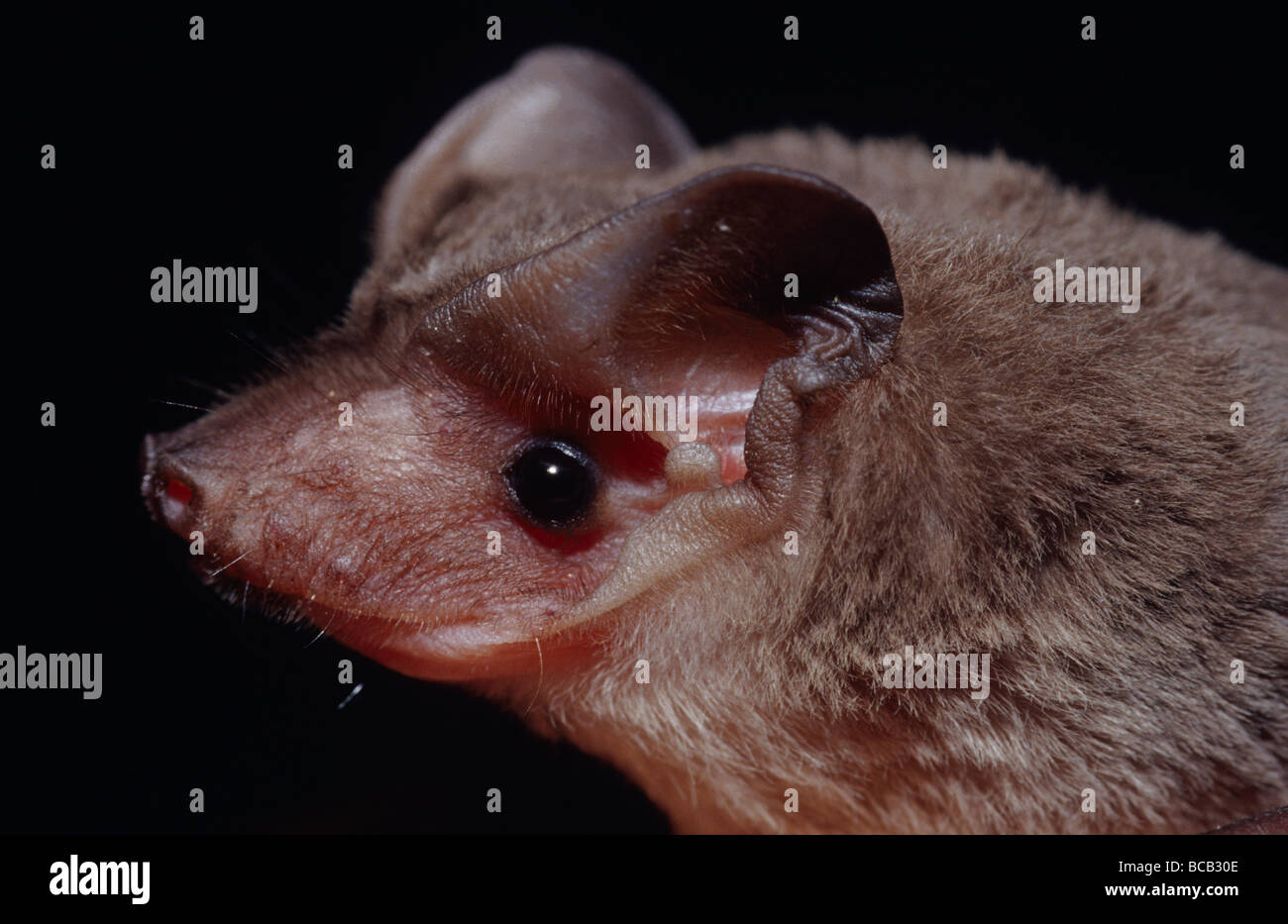 A portrait of a diminutive Beccari's Freetail Bat from the rainforest ...