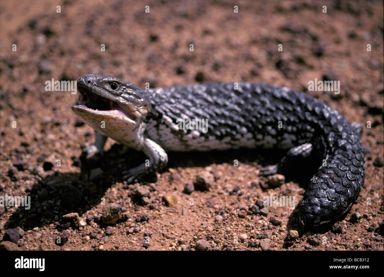 Defensive lizard tail hi-res stock photography and images - Alamy
