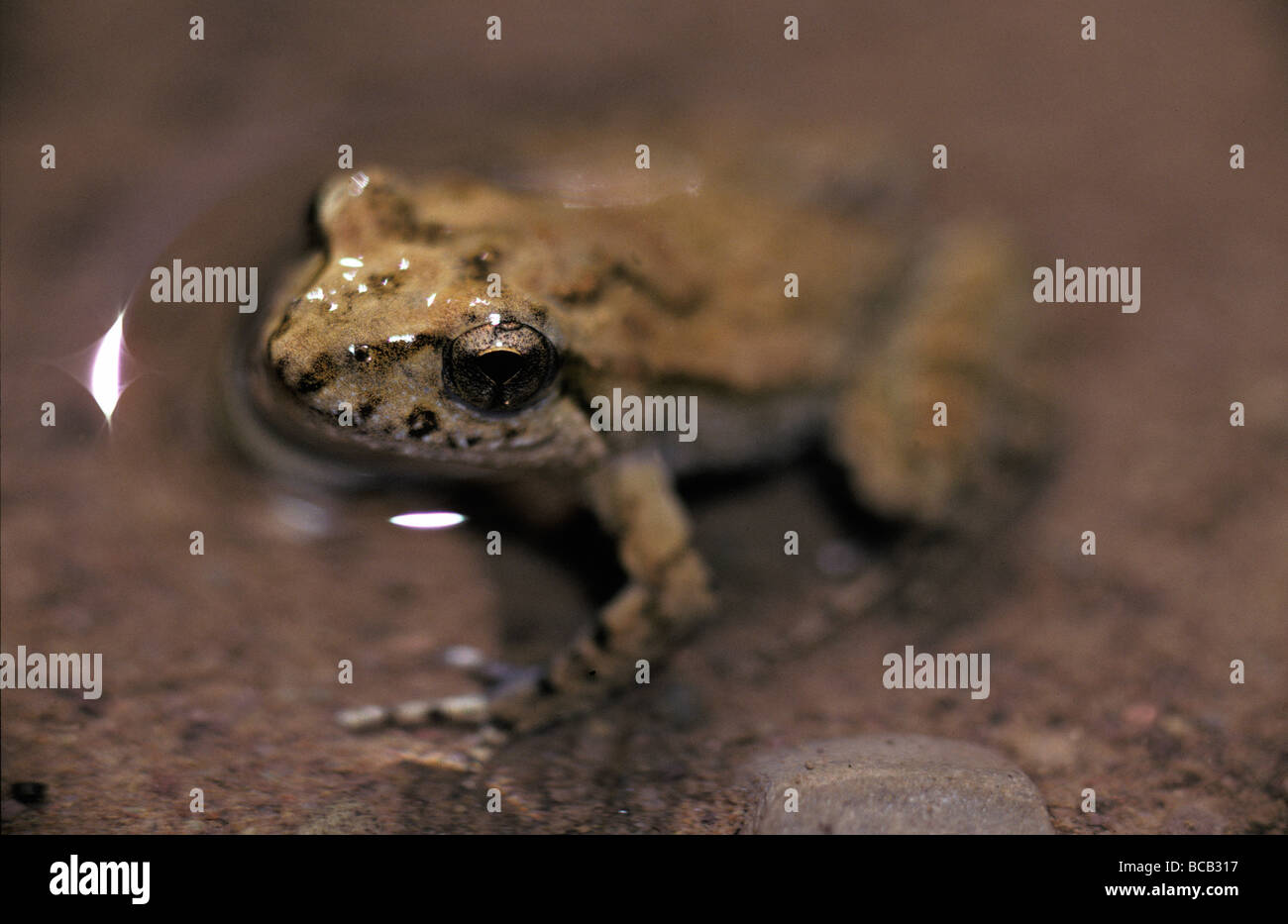 Streambank froglet hi-res stock photography and images - Alamy