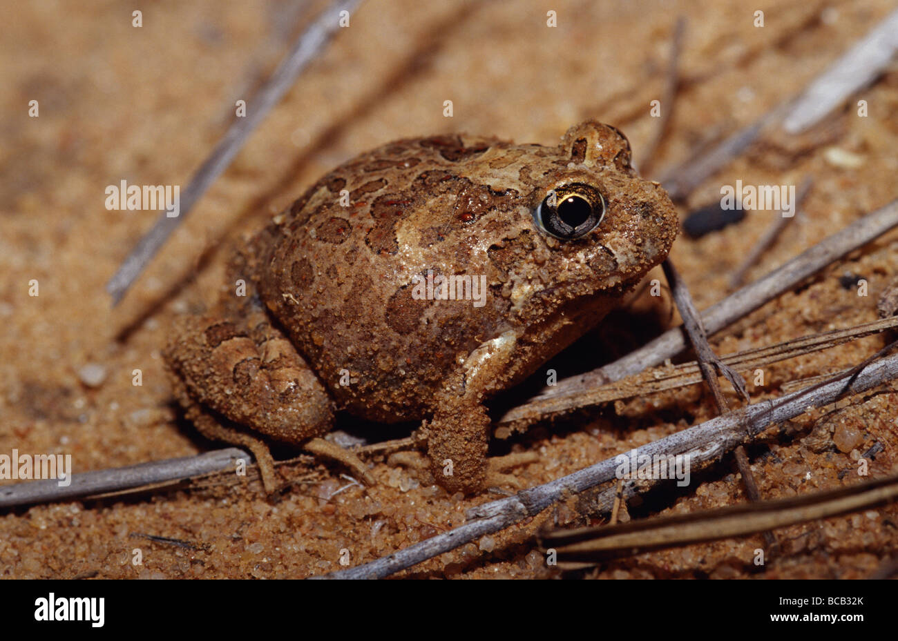 An Ornate Burrowing Frog camouflaged on desert sands Stock Photo - Alamy