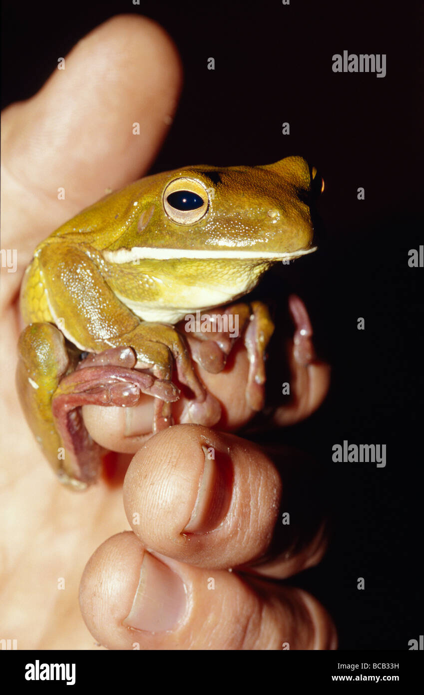 A white-lipped tree frog aka giant tree frog resting on fingertips ...