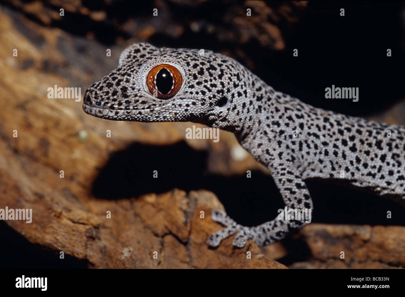 A golden-tailed gecko with huge red and black eyes and spotted skin ...