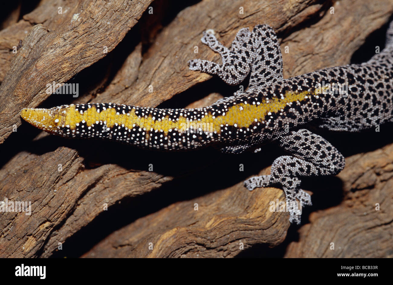 A golden-tailed gecko with a spectacular tail climbs a tree Stock Photo ...