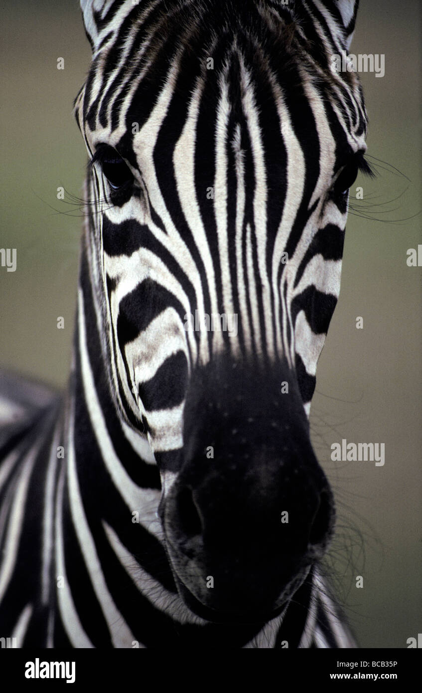 Portrait of a Zebra's face with striking black and white stripes Stock ...