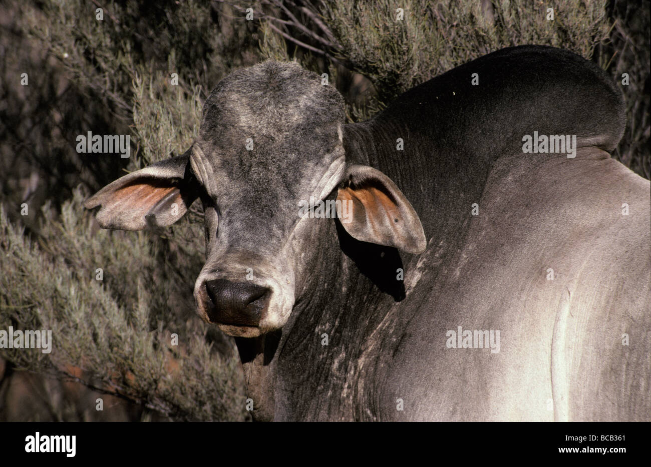 A Brahman bull with its large hump, stares with its ears forward Stock ...