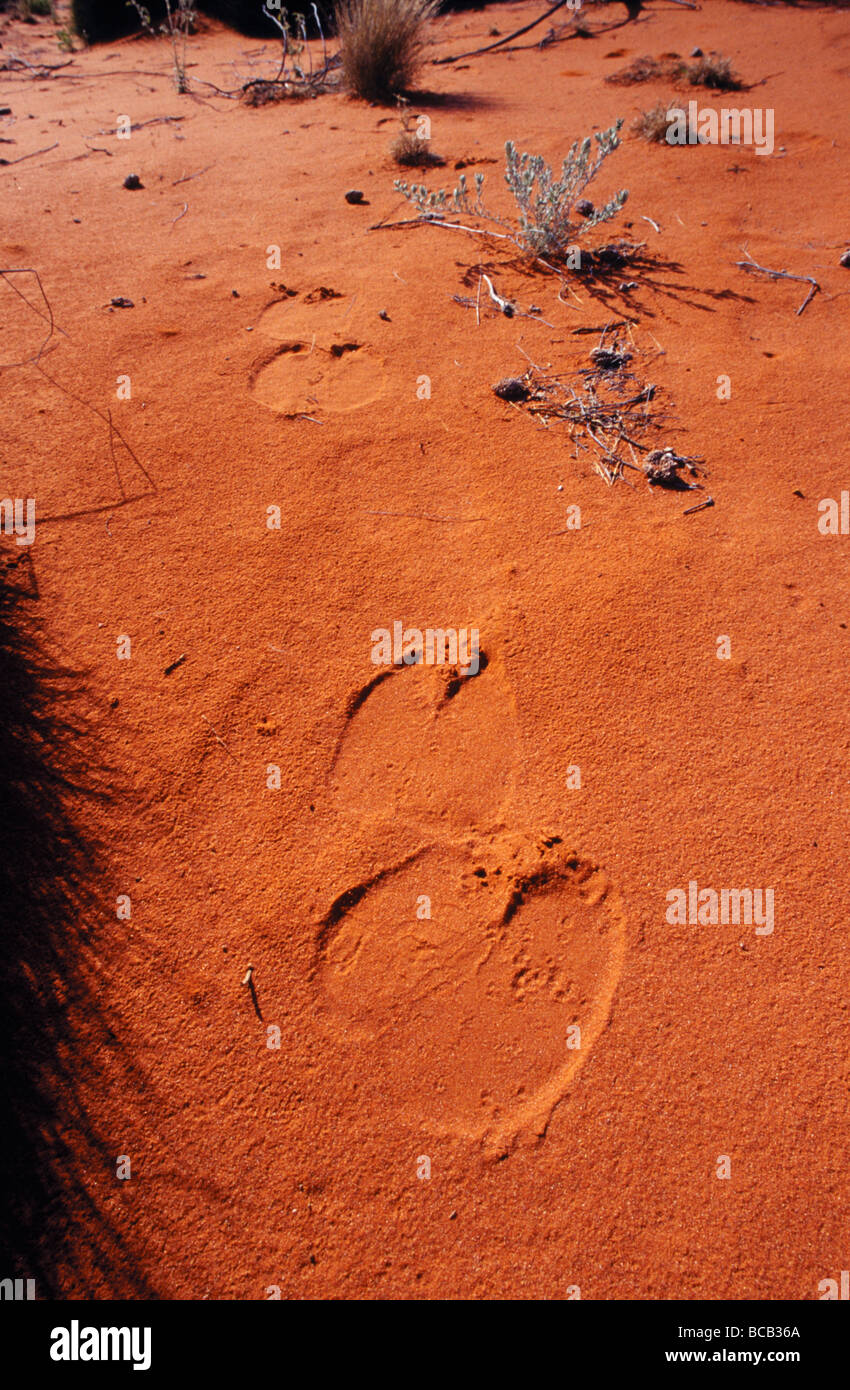 Camel foot prints traverse barren red sand dunes in a remote desert ...