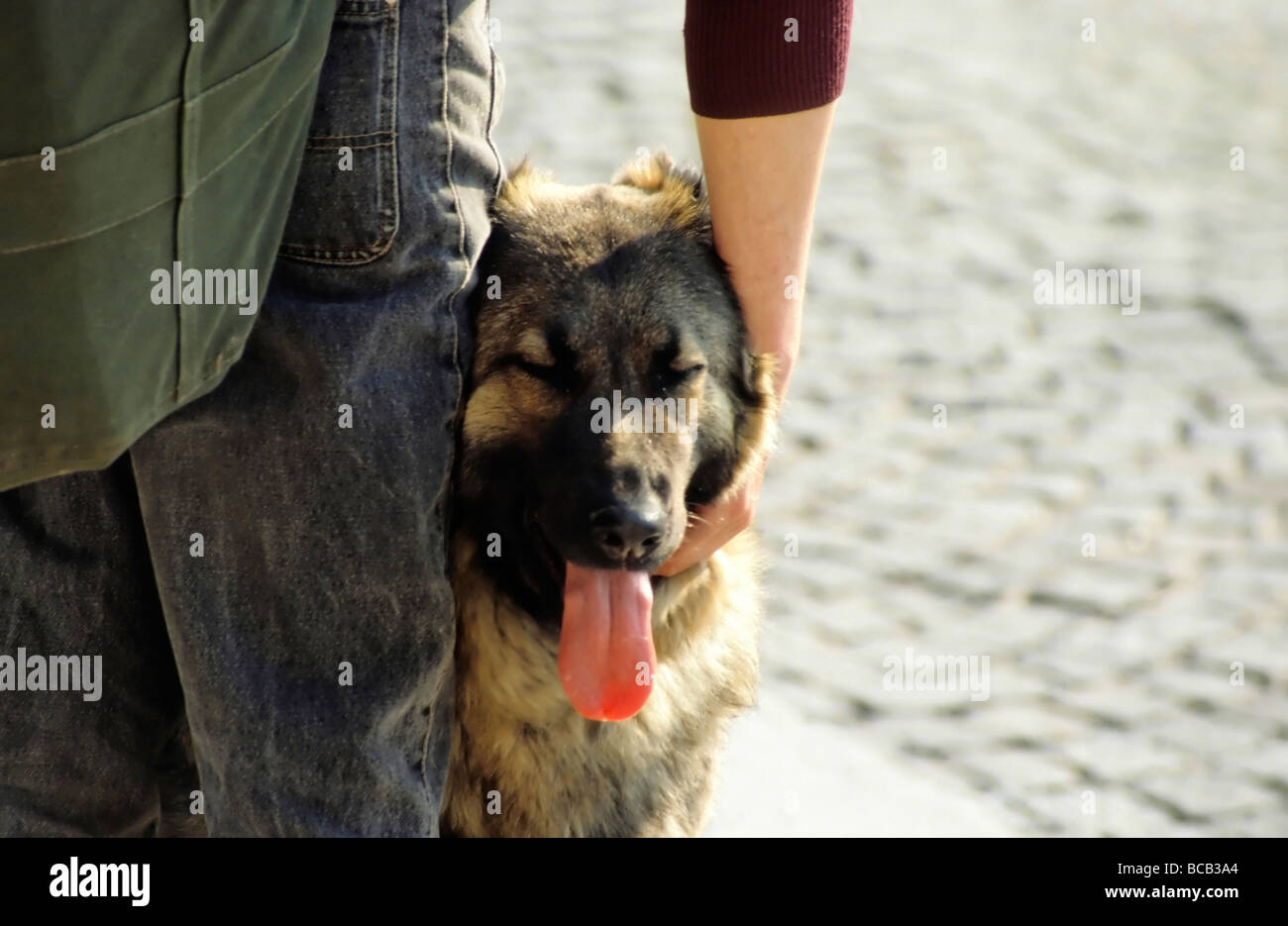 German shepherd master hi-res stock photography and images - Alamy
