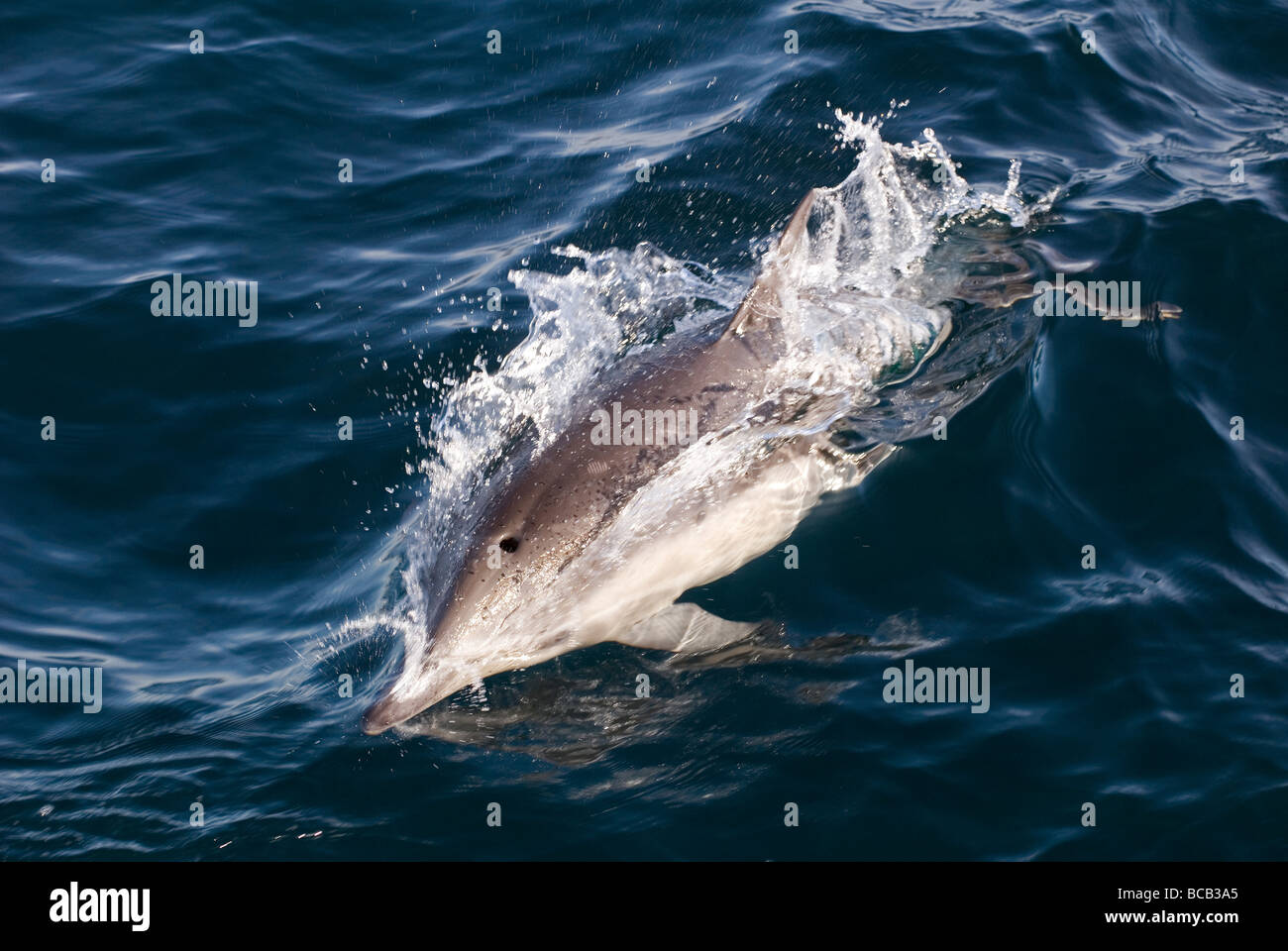 Common Dolphin (Delphinus Delphis) swimming Stock Photo - Alamy