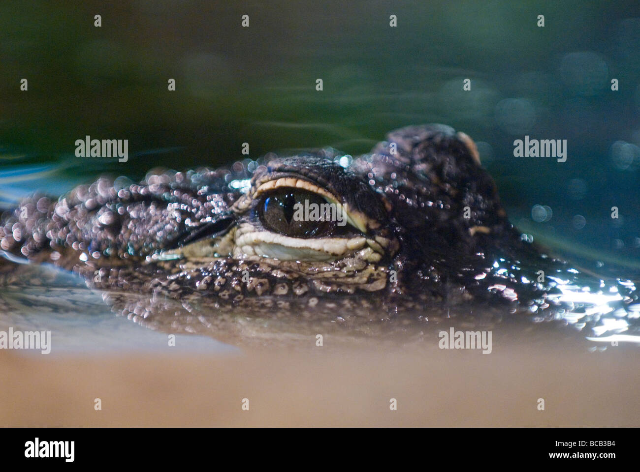 Alligator eyes in the National Aquarium Stock Photo - Alamy