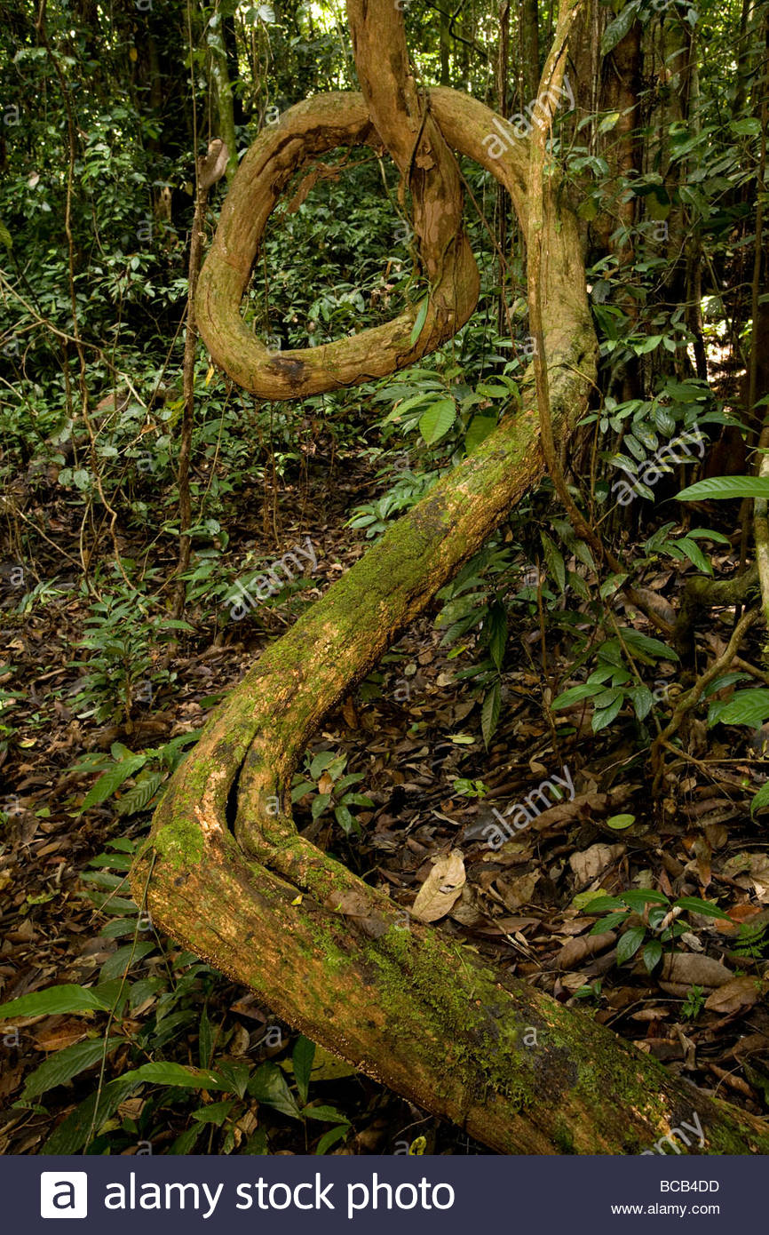Liana Vines Stock Photos & Liana Vines Stock Images - Alamy