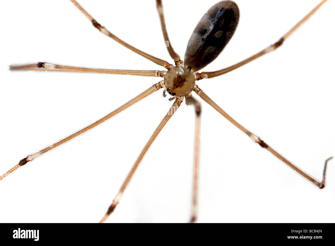 The Cellar spider Holocnemus pluchei family Pholcidae on white ...