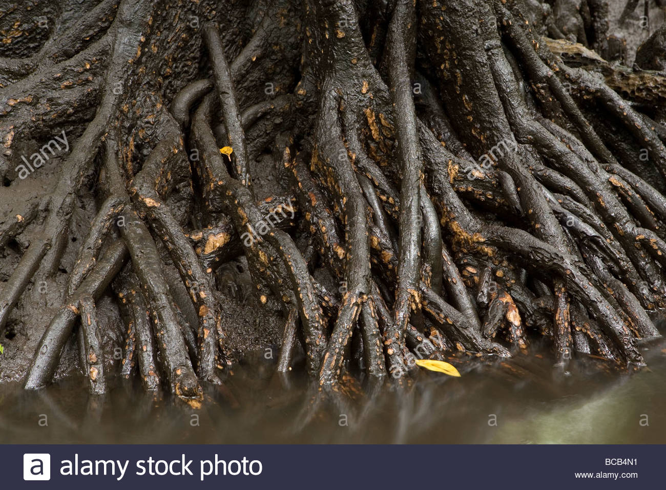 Bruguiera Mangrove Stock Photos & Bruguiera Mangrove Stock Images - Alamy