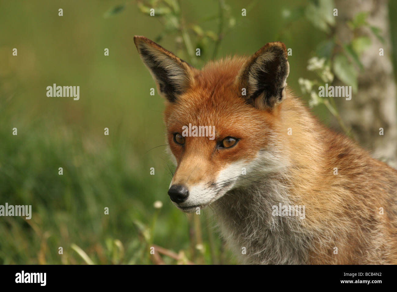 Red fox in long grass Stock Photo - Alamy