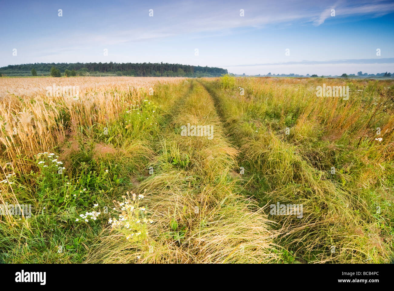 Path through wheat field hi-res stock photography and images - Alamy
