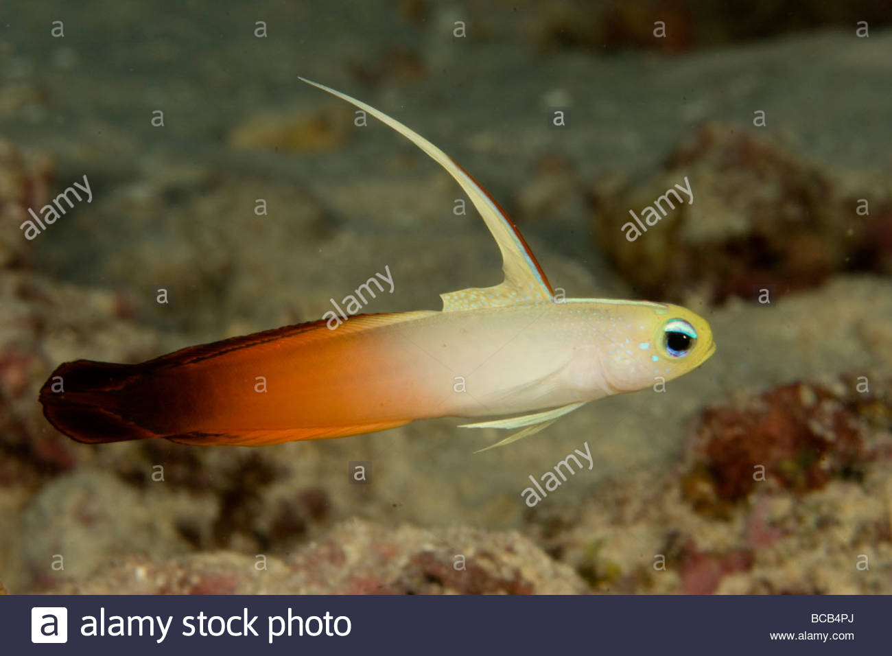 Kosrae Island Stock Photos & Kosrae Island Stock Images - Alamy