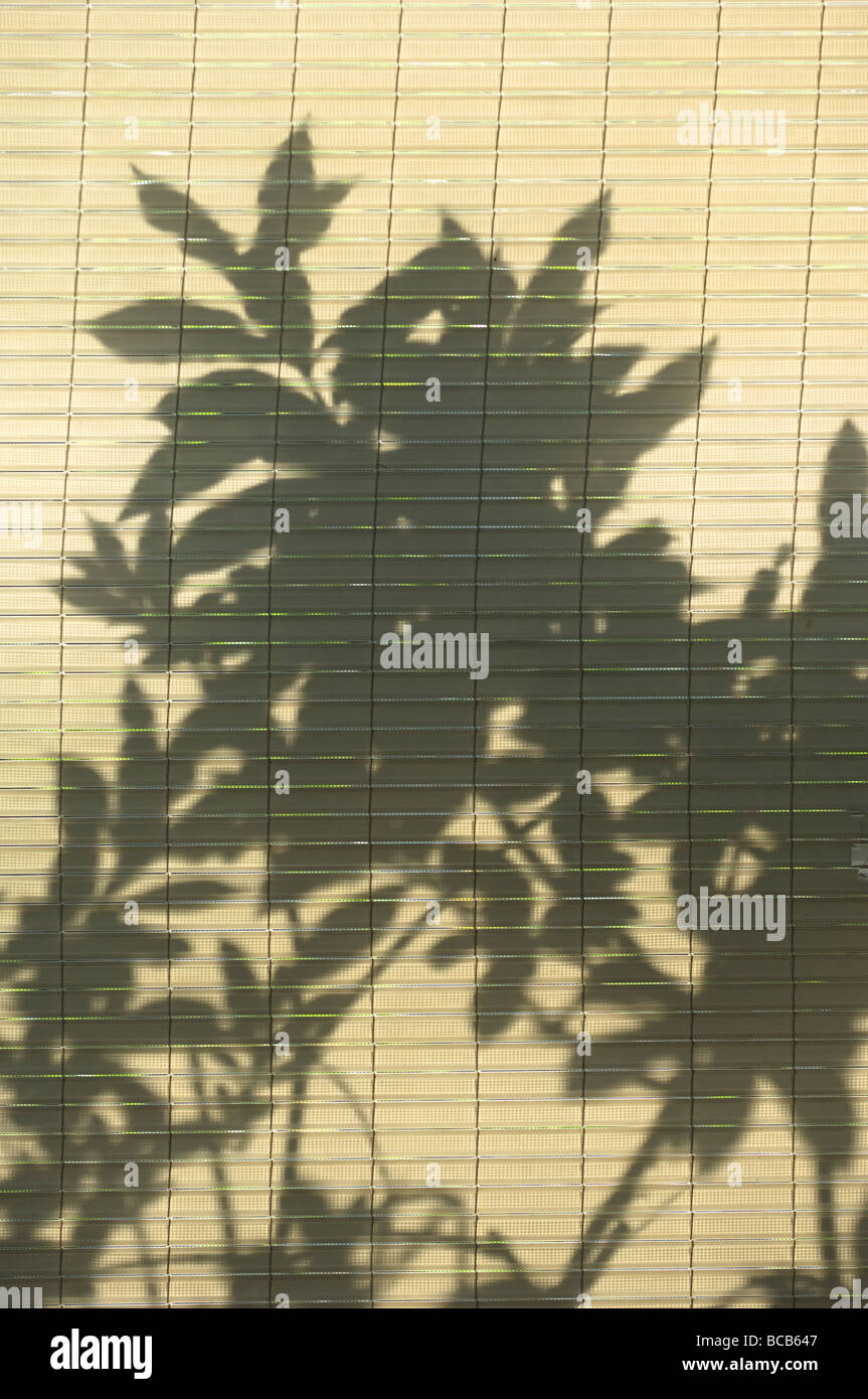 silhouette plant blinds shade background texture high key shadow ...