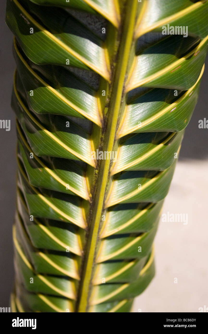 A green palm tree leaf braided around a post creates a pattern for ...