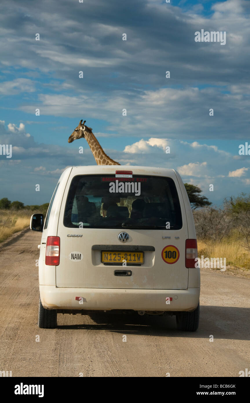Giraffe in car park hi-res stock photography and images - Alamy