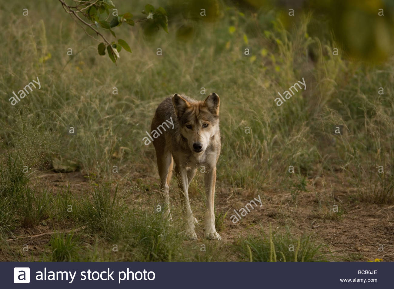 Mexican Gray Wolf Stock Photos & Mexican Gray Wolf Stock Images - Alamy