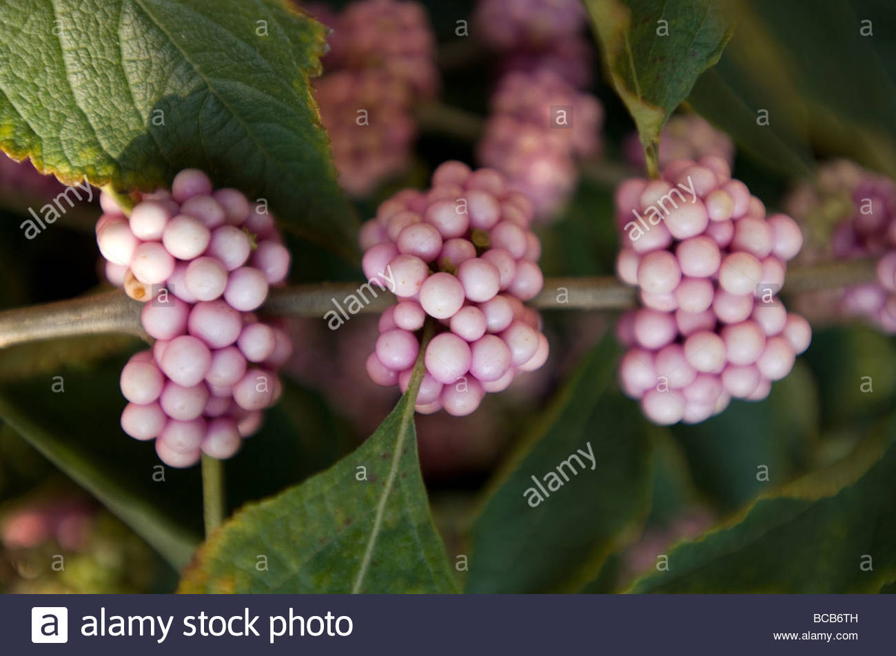 American Beautyberry Stock Photos & American Beautyberry Stock Images ...