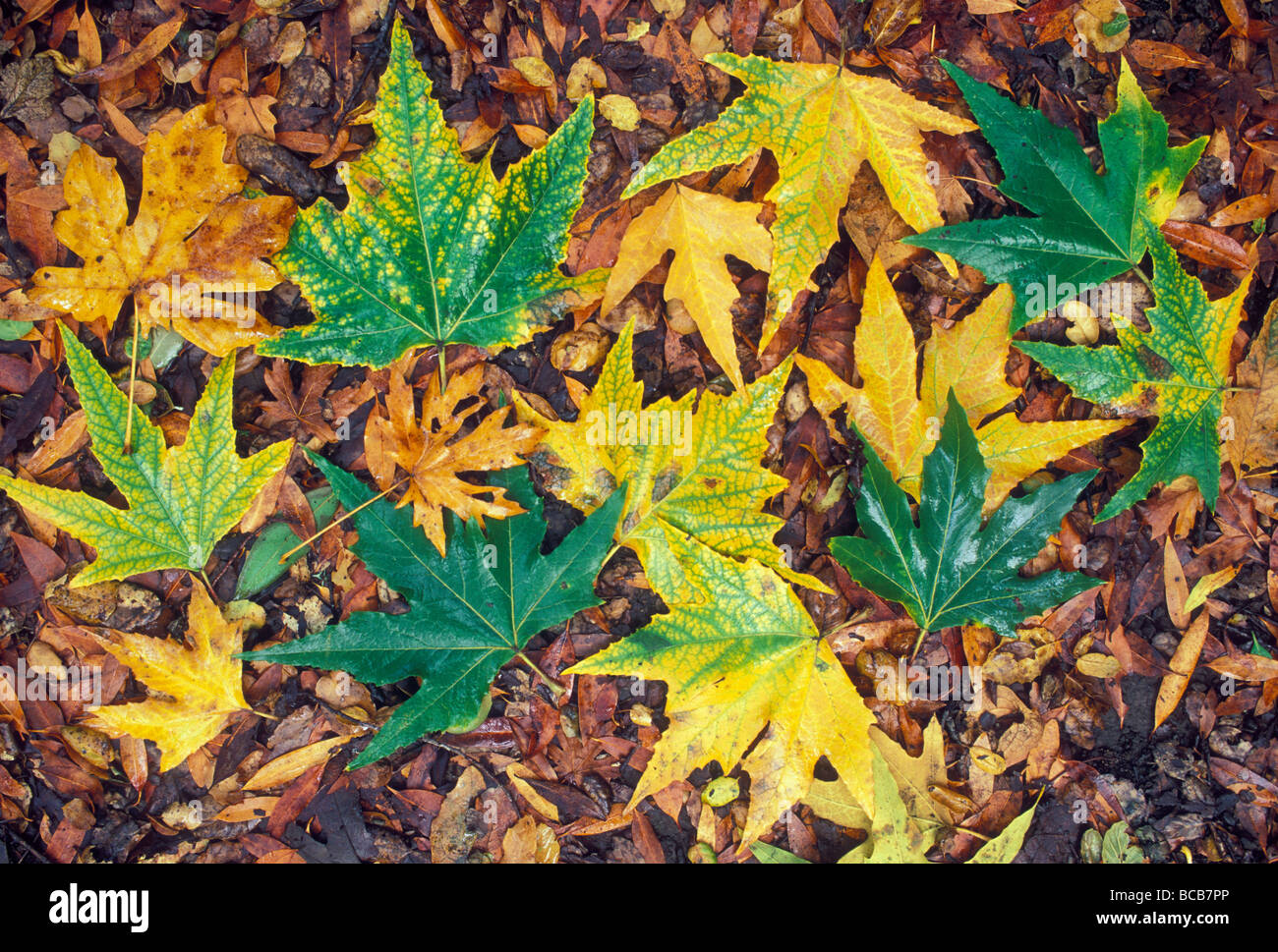 Fall color sycamore leaves mosaic in Santa Ynez, California Stock Photo ...