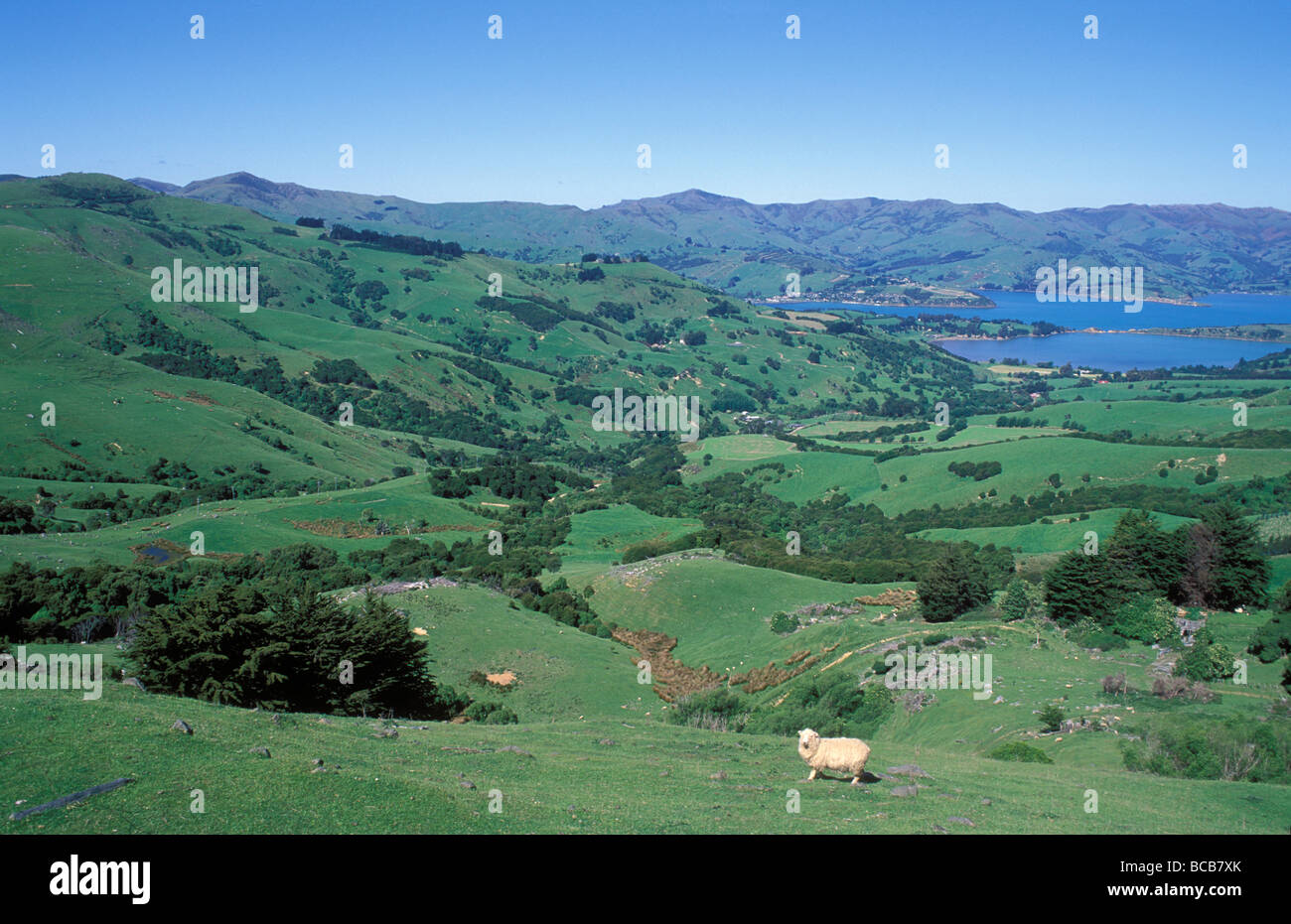 Sheep grazing in Barry¬ís Bay and Akaroa Harbor from hilltop Stock ...