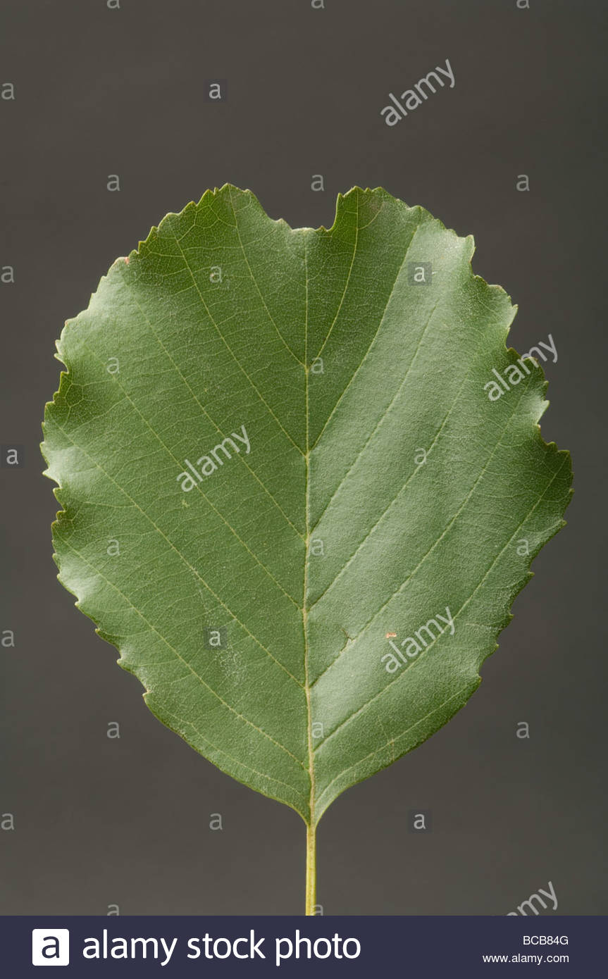 Adler Stock Photos & Adler Stock Images - Alamy