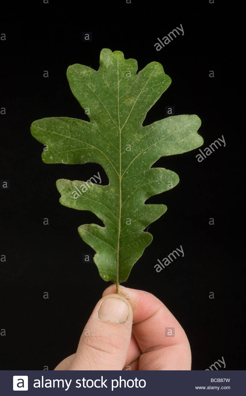 Gambel Oak High Resolution Stock Photography and Images - Alamy