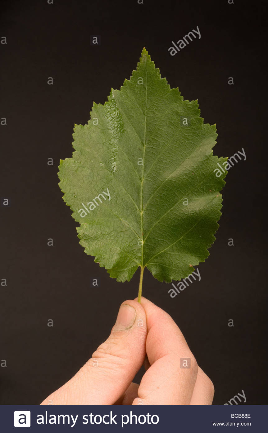 Corylus Colurna Stock Photos & Corylus Colurna Stock Images - Alamy