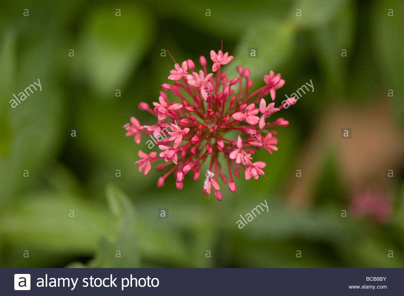 Pretty Betsy High Resolution Stock Photography and Images - Alamy