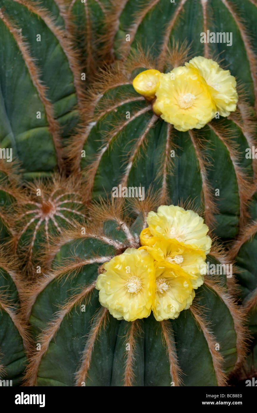 Balloon Cactus Parodia magnifica. Flowering Stock Photo - Alamy