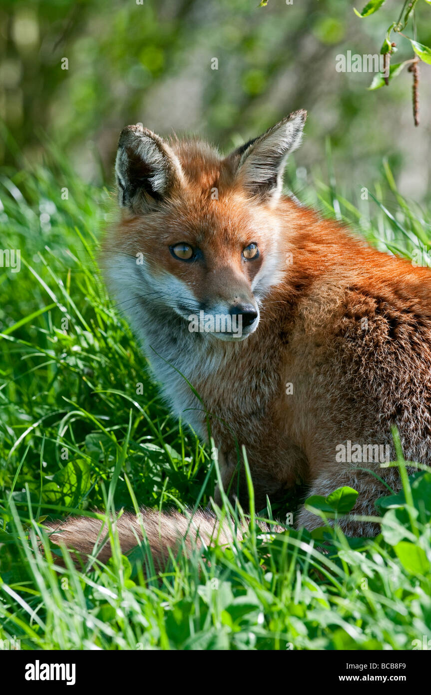 Fox: Vulpes vulpes Stock Photo - Alamy