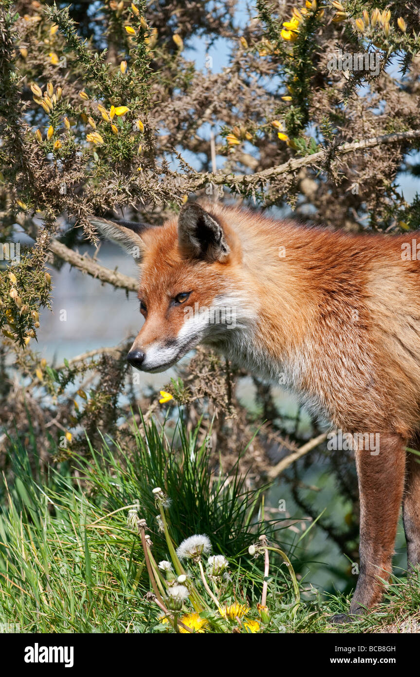Fox: Vulpes vulpes Stock Photo - Alamy