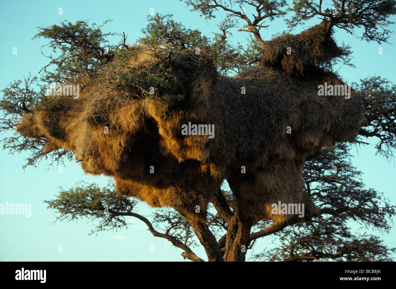 A massive Social Weaver nest in a tree canopy at sunset Stock Photo - Alamy